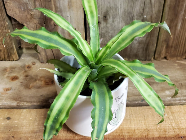 Green Plants | E's Florals | Solon | Iowa City | Cedar Rapids Flowers